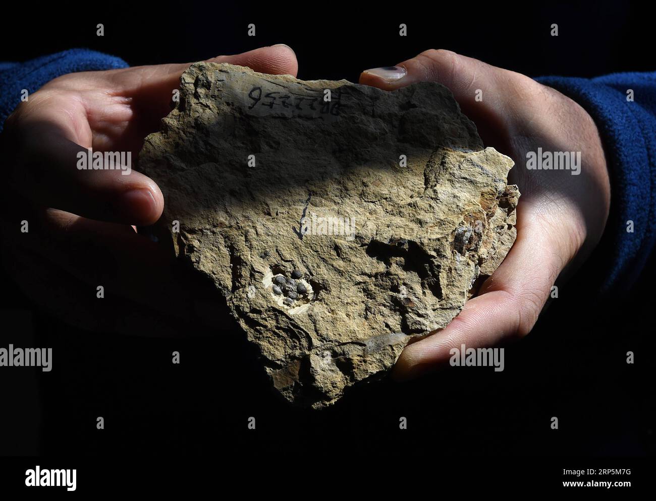 Flowering plants cretaceous hi-res stock photography and images - Alamy