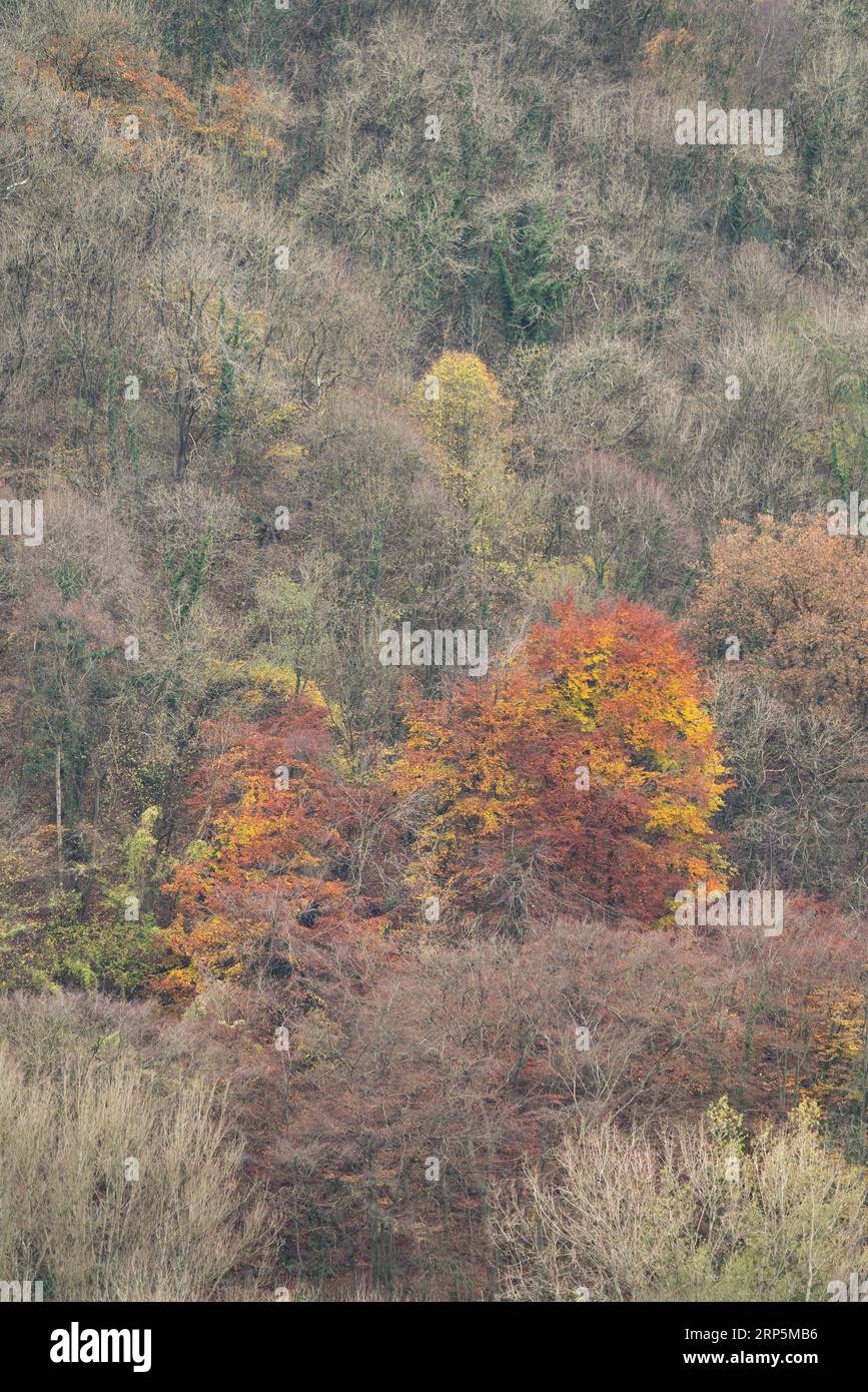 Natural, deciduous woodland growing on the steep slopes of the ...