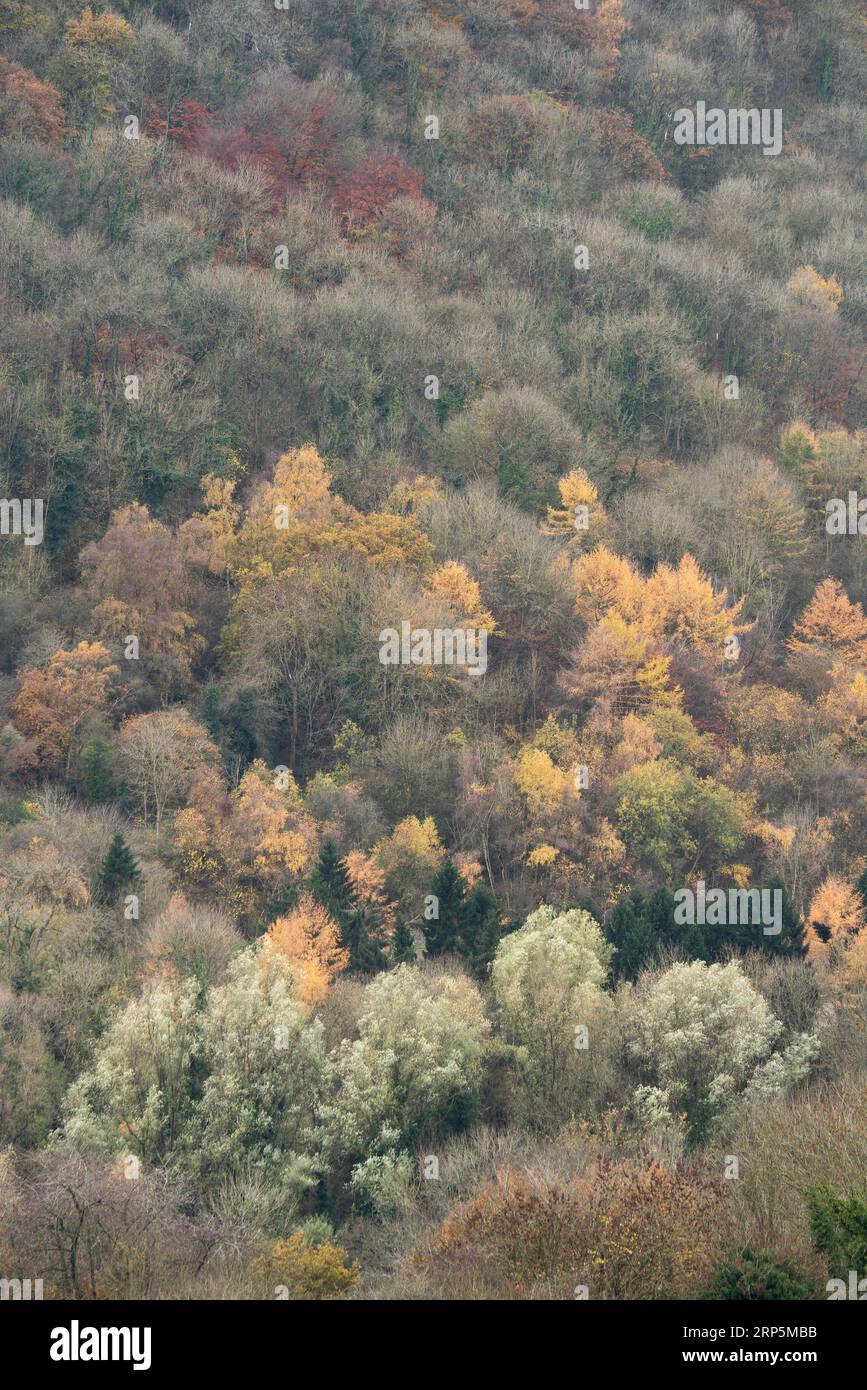 Natural, deciduous woodland growing on the steep slopes of the ...