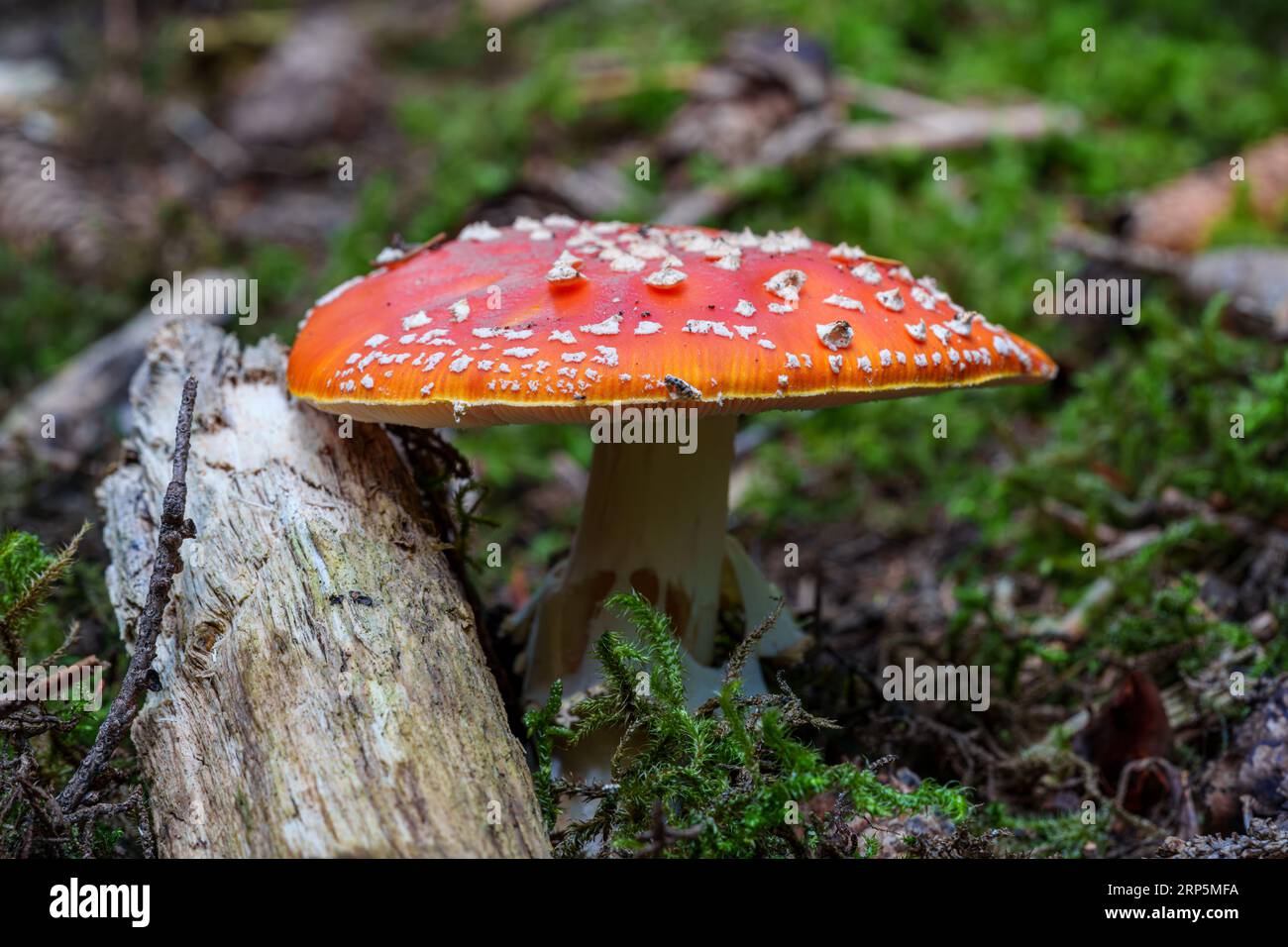 Inedible mushroom red fly agaric near birch tree. Forest poisonous ...
