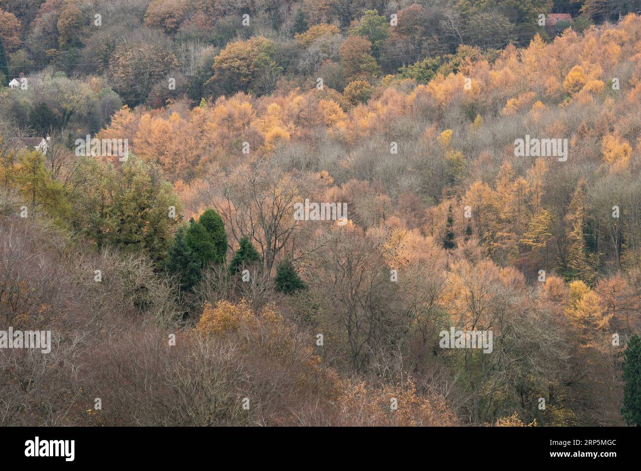Natural, deciduous woodland growing on the steep slopes of the ...