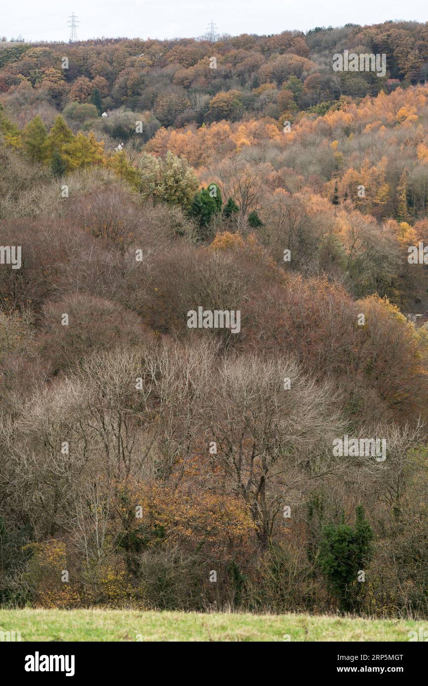 Natural, deciduous woodland growing on the steep slopes of the ...