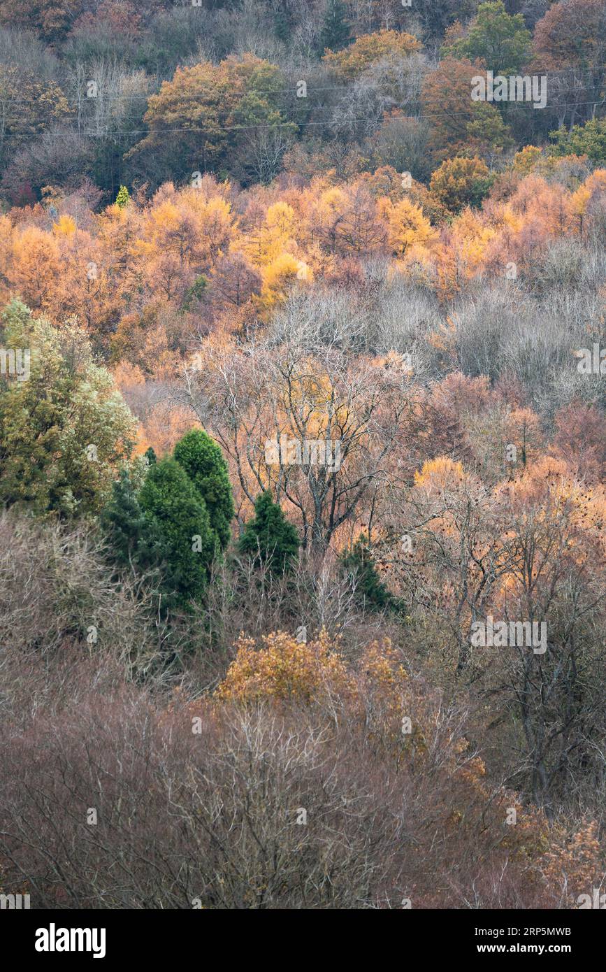 Larch woodland on slopes hi-res stock photography and images - Alamy