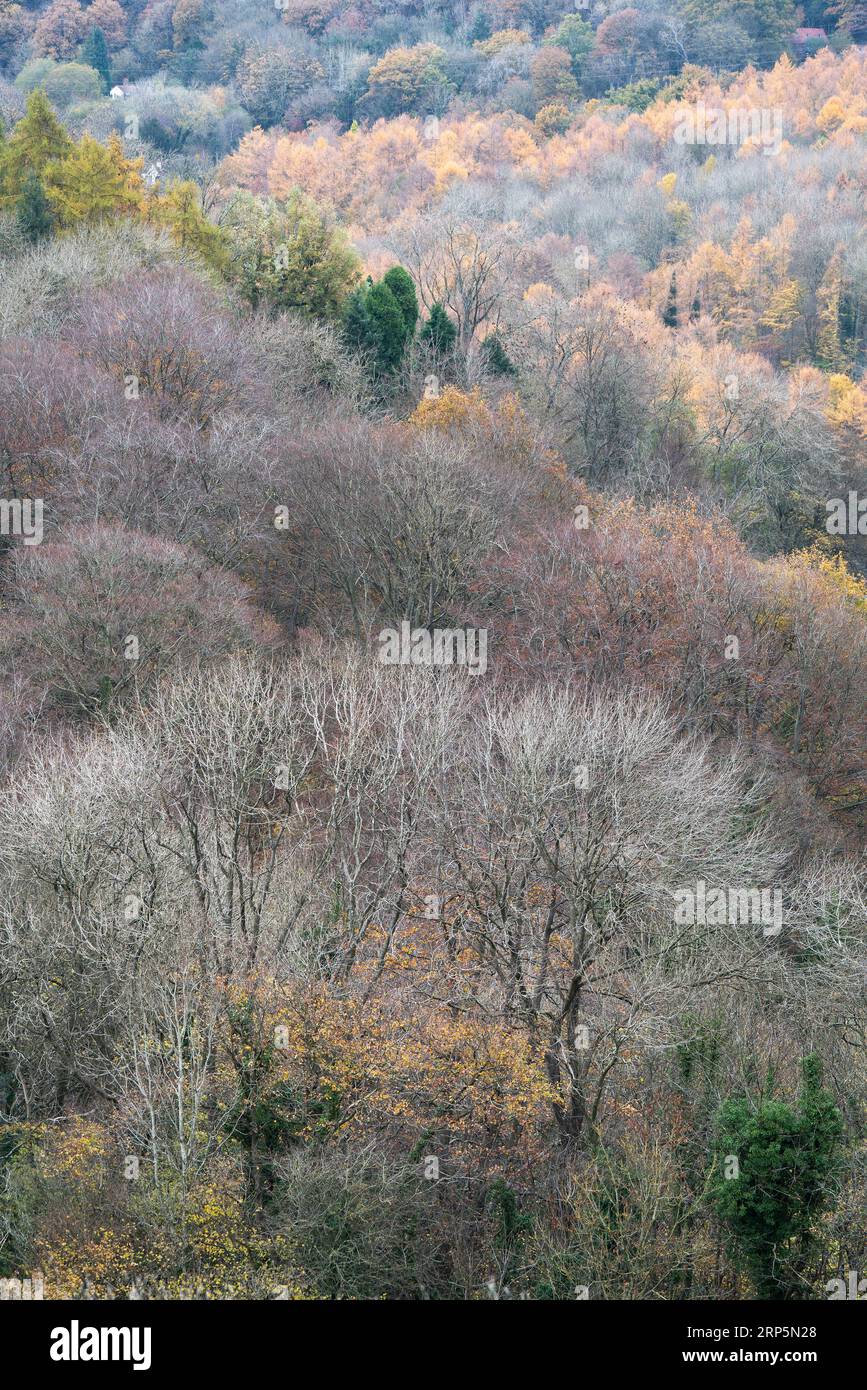 Natural, deciduous woodland growing on the steep slopes of the ...