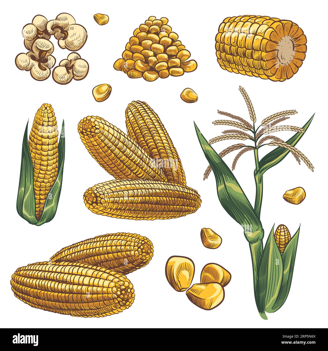 Maize engraving Stock Vector Images - Alamy