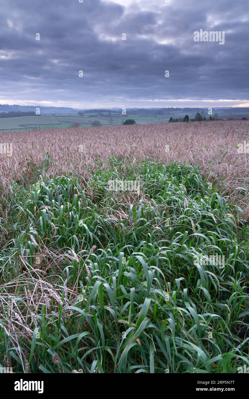 Arable farmland in rural Shropshire, England, UK Stock Photo - Alamy