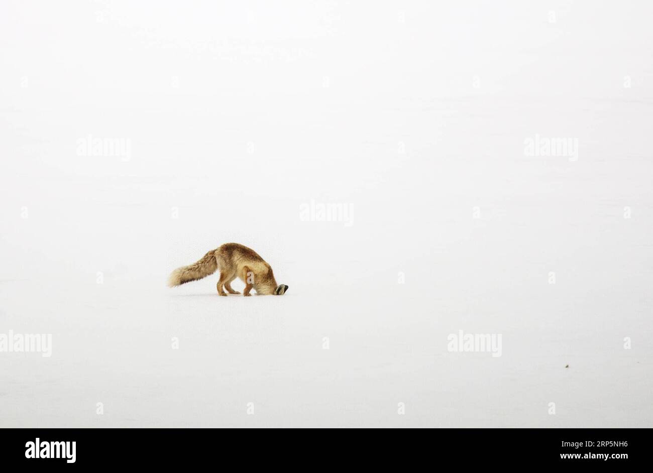 Tech fox hi-res stock photography and images - Alamy