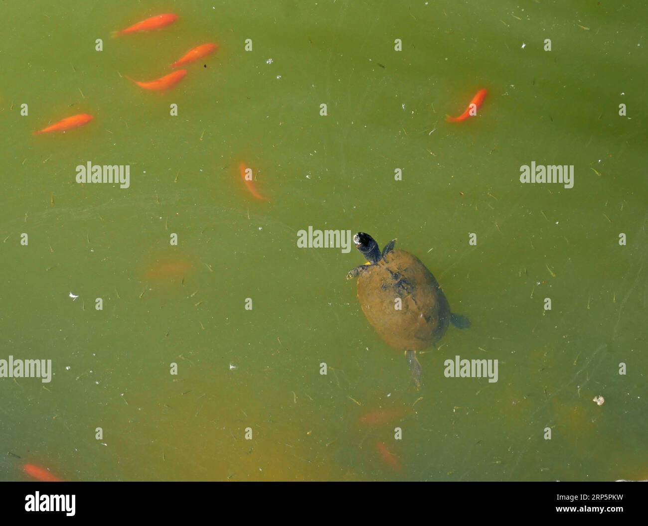 Turtle and red fishes Stock Photo - Alamy