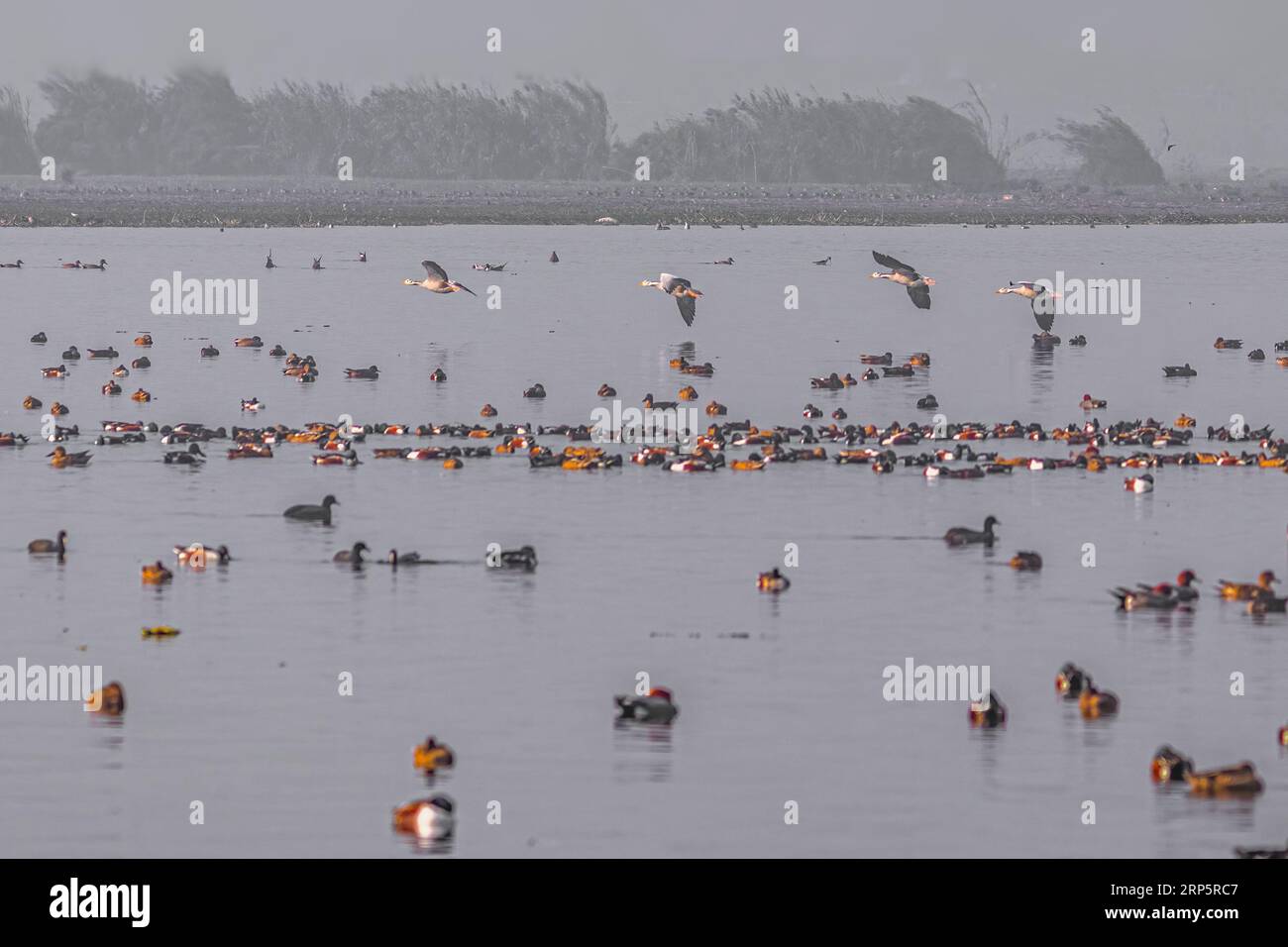 Bar headed goose flying hi-res stock photography and images - Alamy