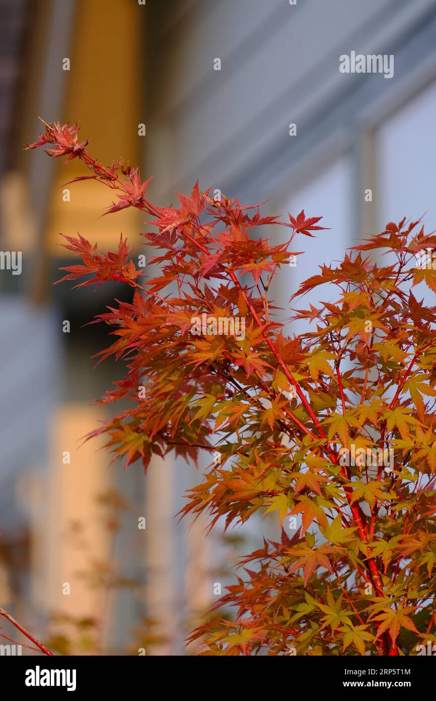 The FIrst Signs of Fall Stock Photo - Alamy