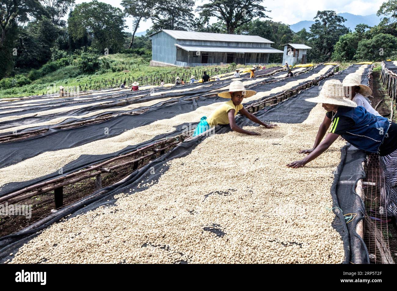 Coffee farms in ethiopia hi-res stock photography and images - Alamy