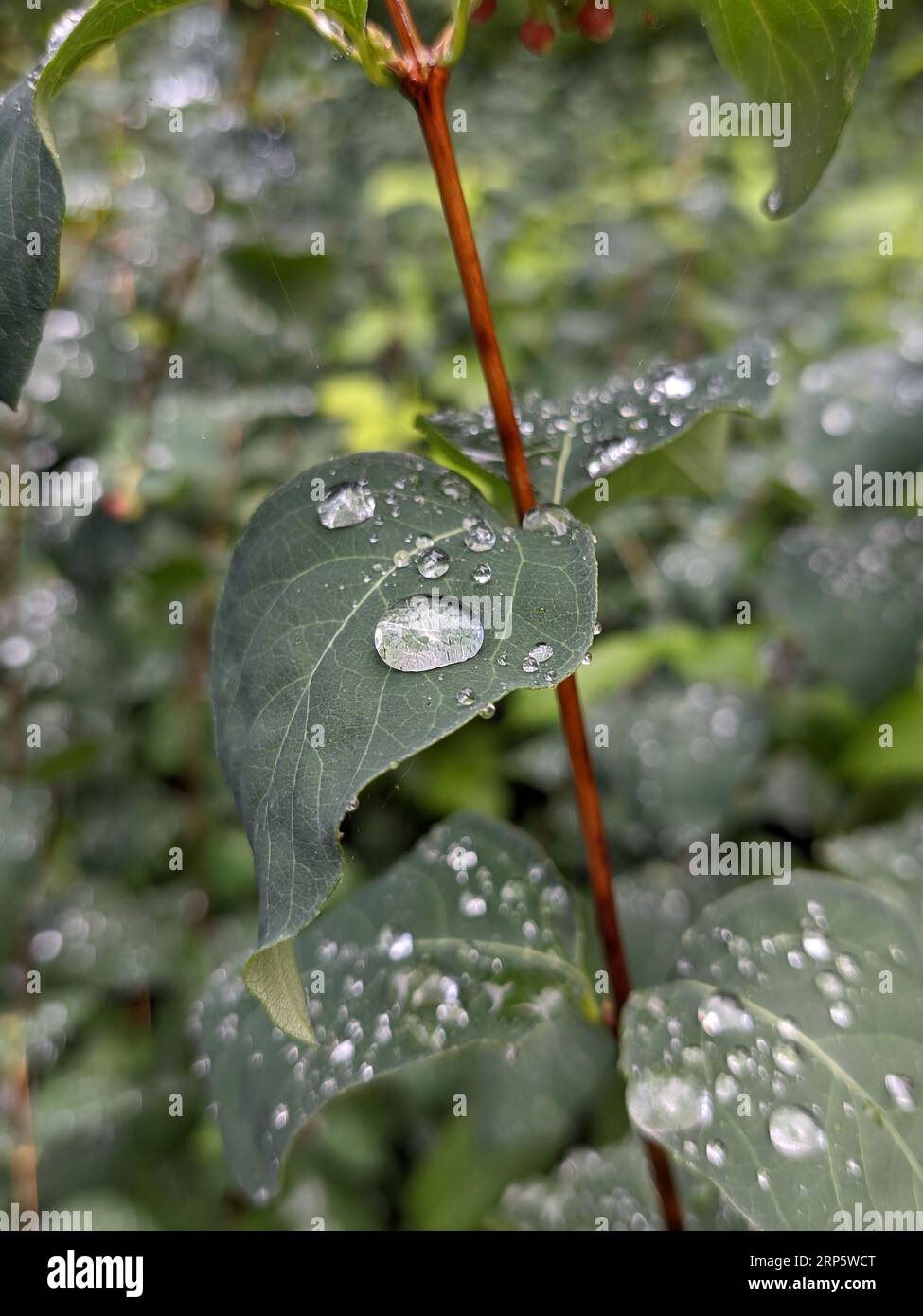 A vibrant and lush green landscape with fresh rain droplets clinging to ...