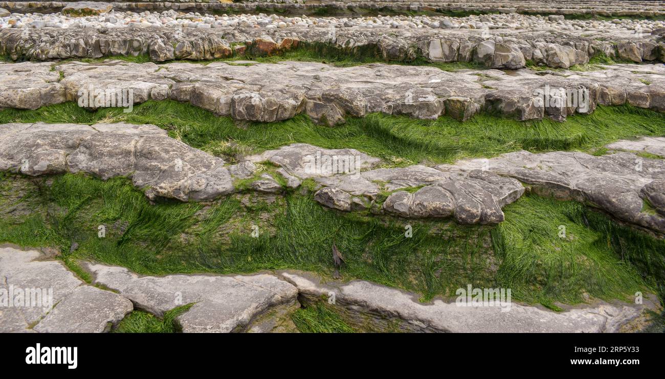 Rock steps covered in green algae exposed at low tide Stock Photo - Alamy