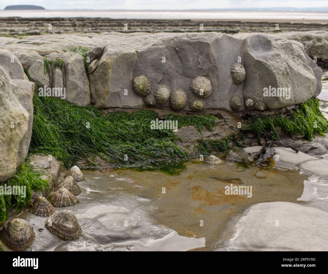 A low tide has revealed this rock ledge with green algae, seaweed and ...