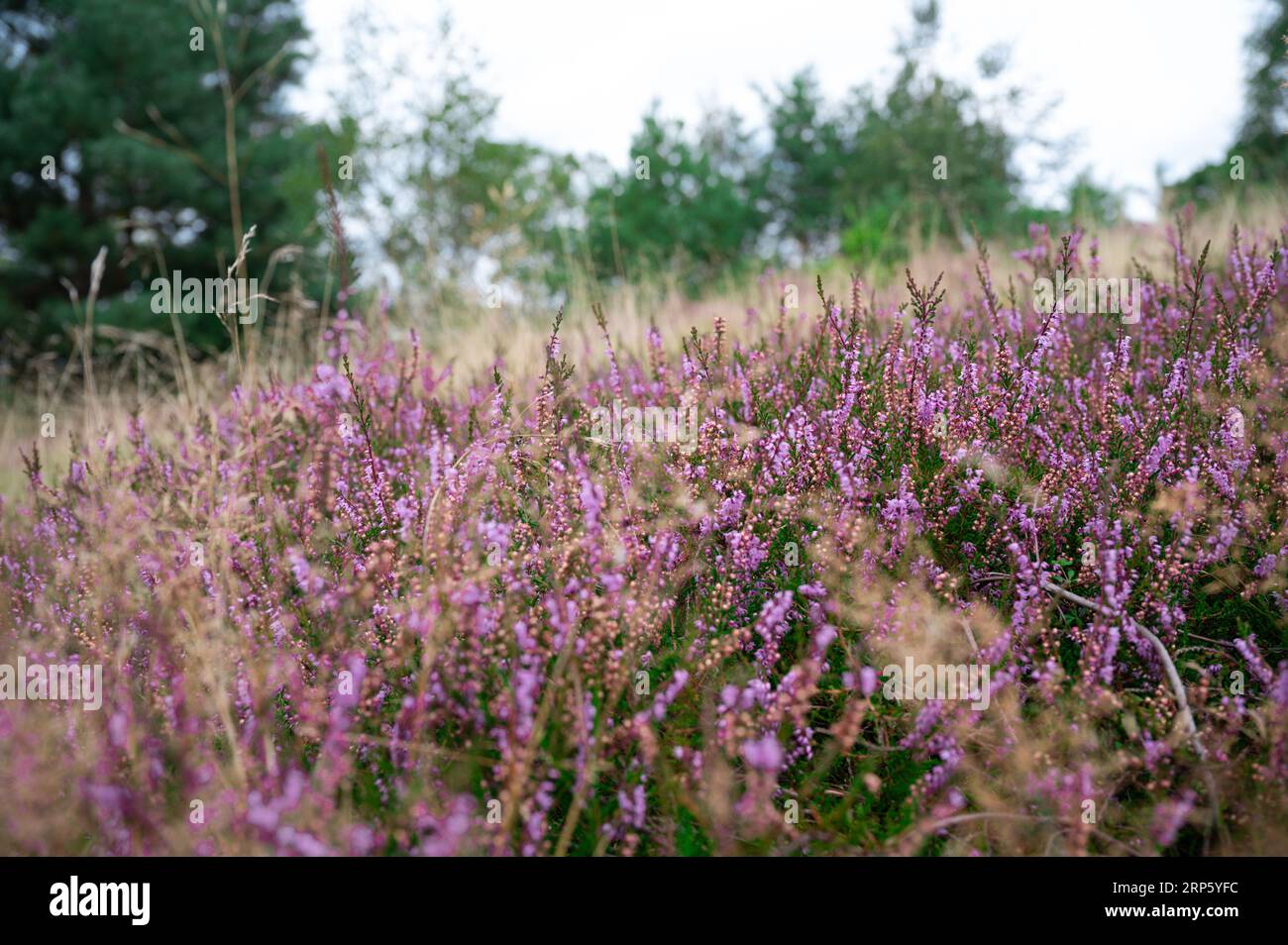 Beautiful heather landscape with heather blooming at Lüneburger Heide ...