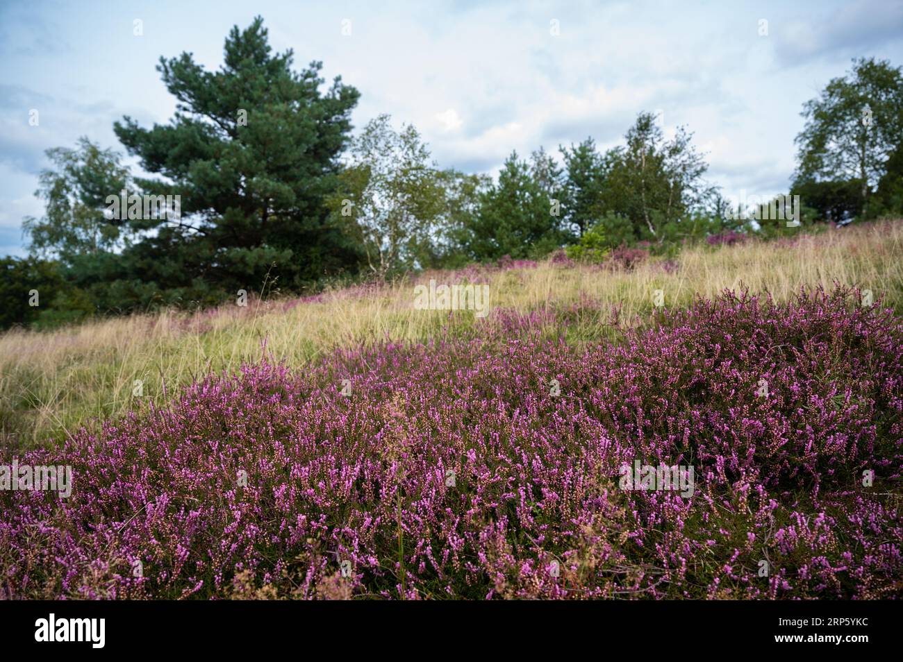 Beautiful heather landscape with heather blooming at Lüneburger Heide ...