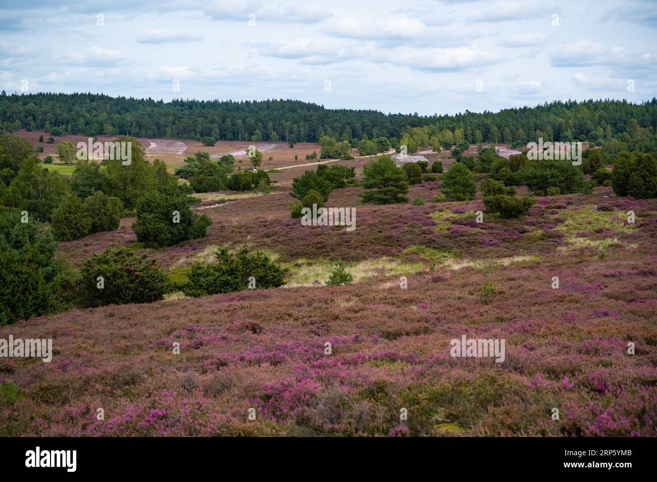 Beautiful heather landscape with heather blooming at Lüneburger Heide ...