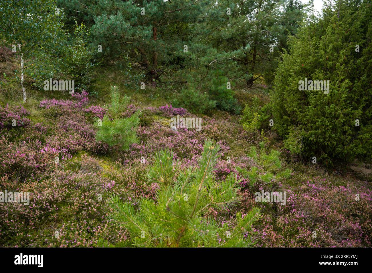 Beautiful heather landscape with heather blooming at Lüneburger Heide ...