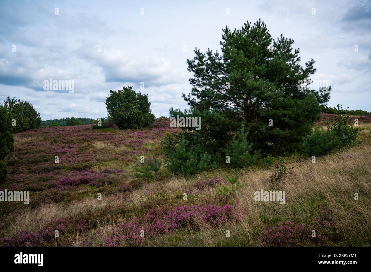 Beautiful heather landscape with heather blooming at Lüneburger Heide ...