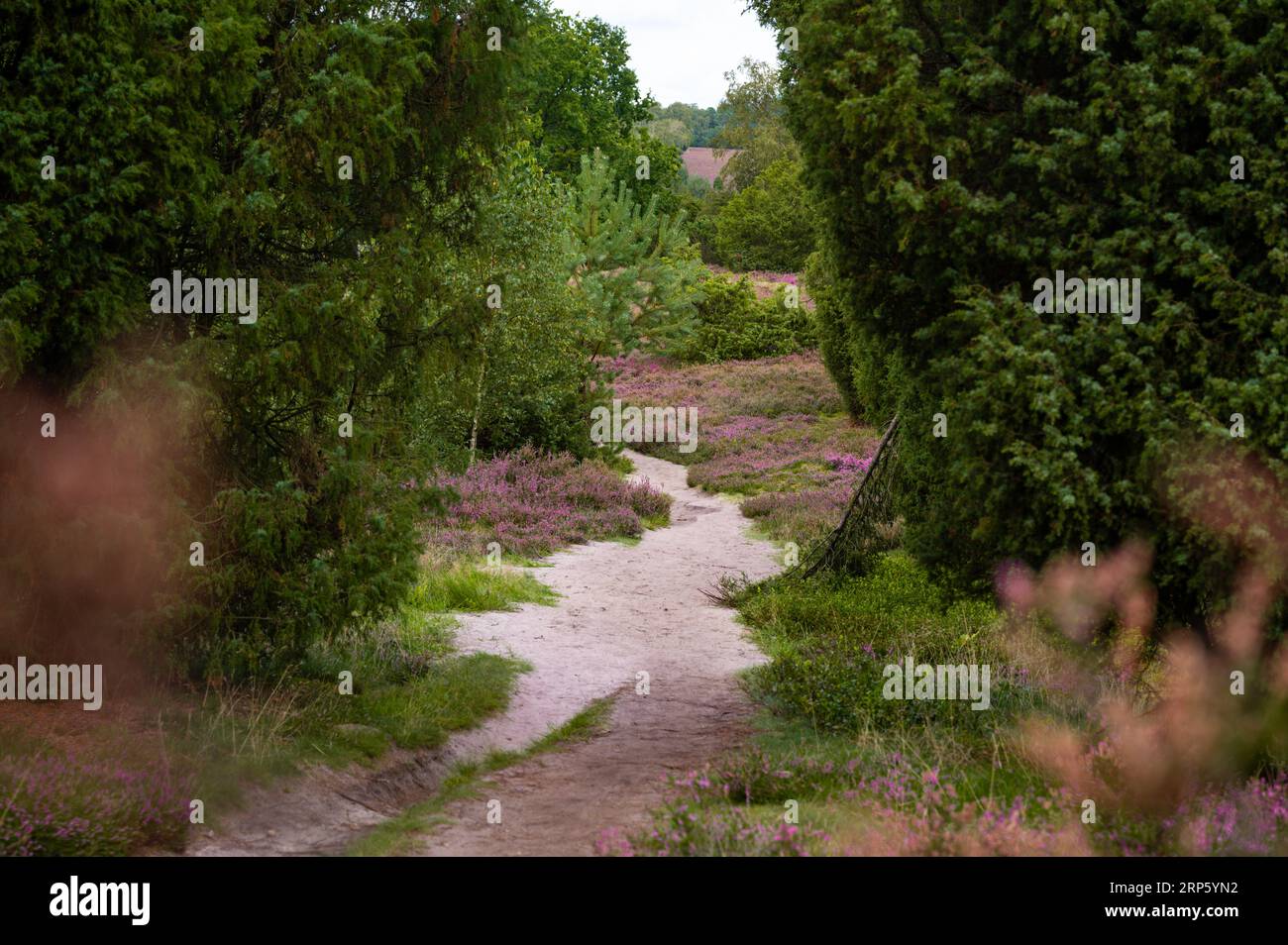 Beautiful heather landscape with heather blooming at Lüneburger Heide ...