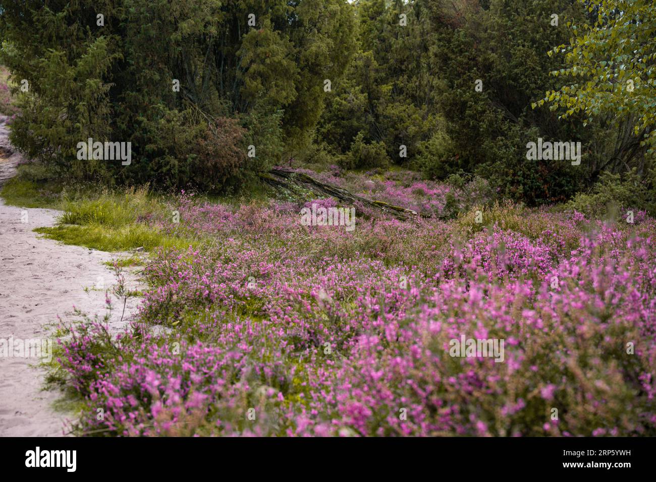 Beautiful heather landscape with heather blooming at Lüneburger Heide ...