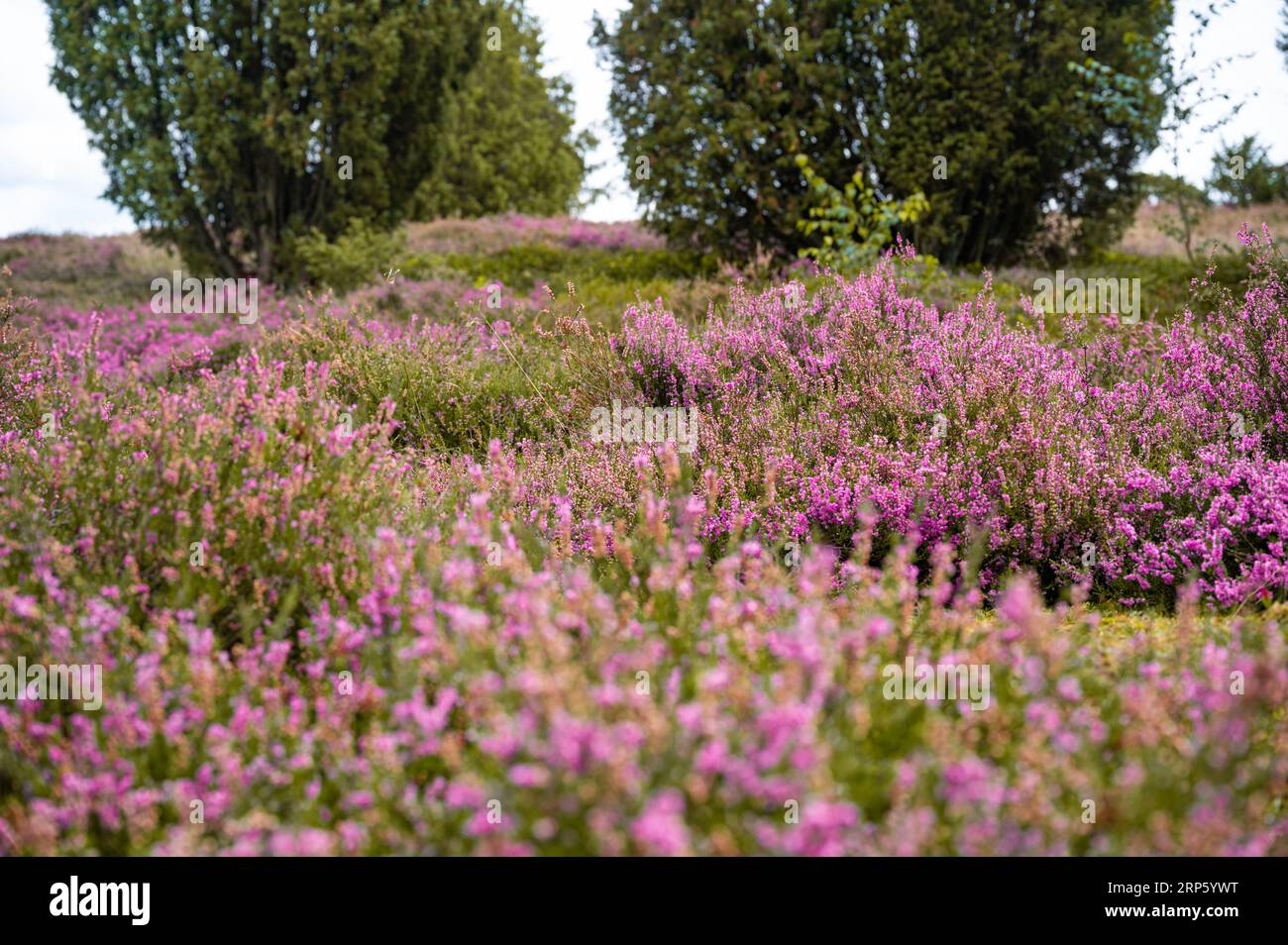 Beautiful heather landscape with heather blooming at Lüneburger Heide ...