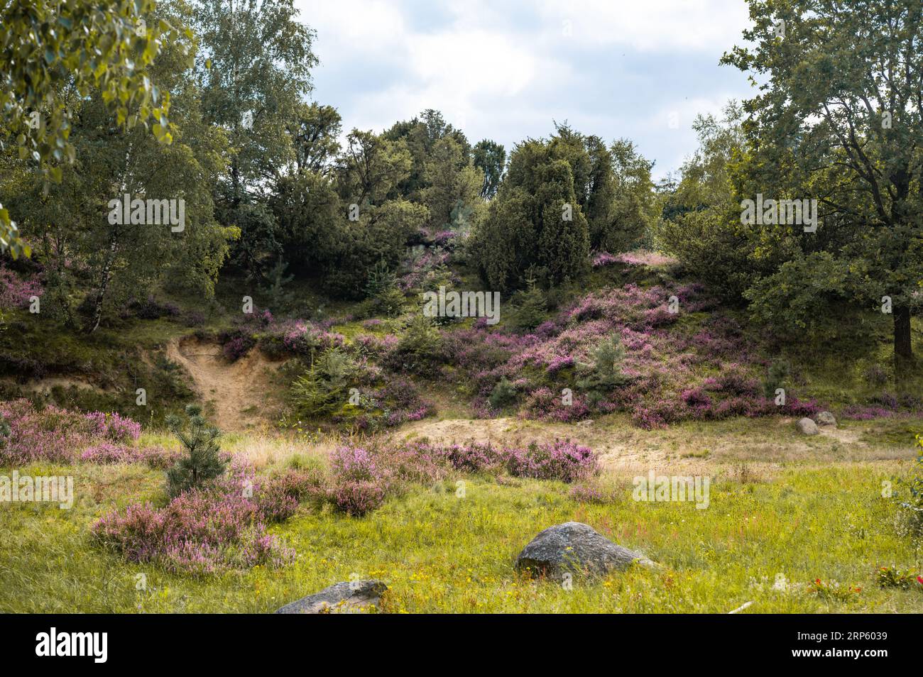 Beautiful heather landscape with heather blooming at Lüneburger Heide ...