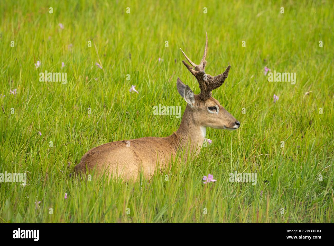Adult Marsh deer resting on a ravine in the Brazilian Pantanal Stock ...