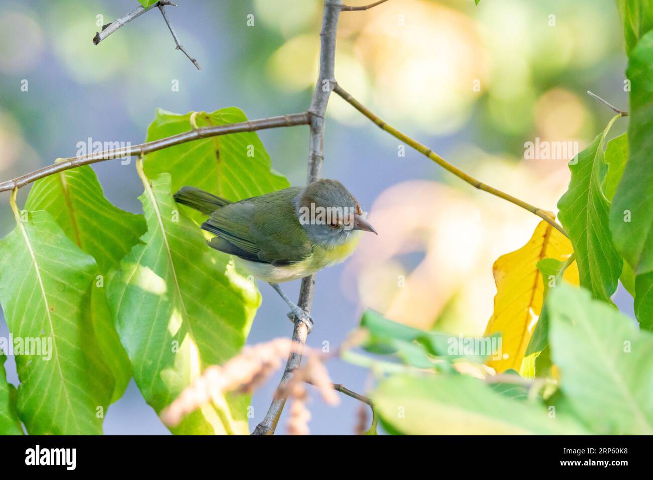 The tropic bird known as "pitiguari" (Cyclarhis gujanensis) in ...