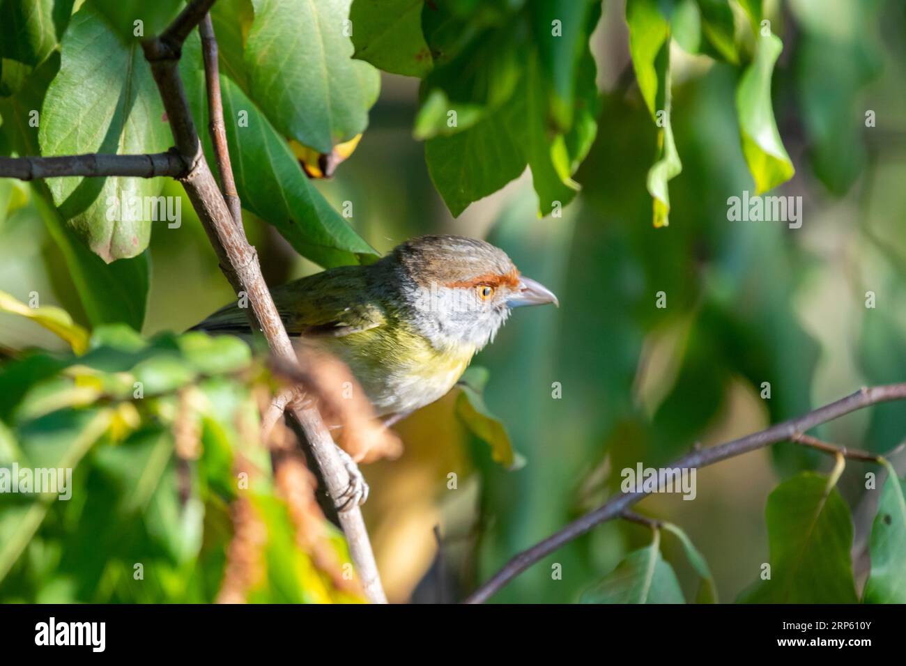 The tropic bird known as "pitiguari" (Cyclarhis gujanensis) in ...