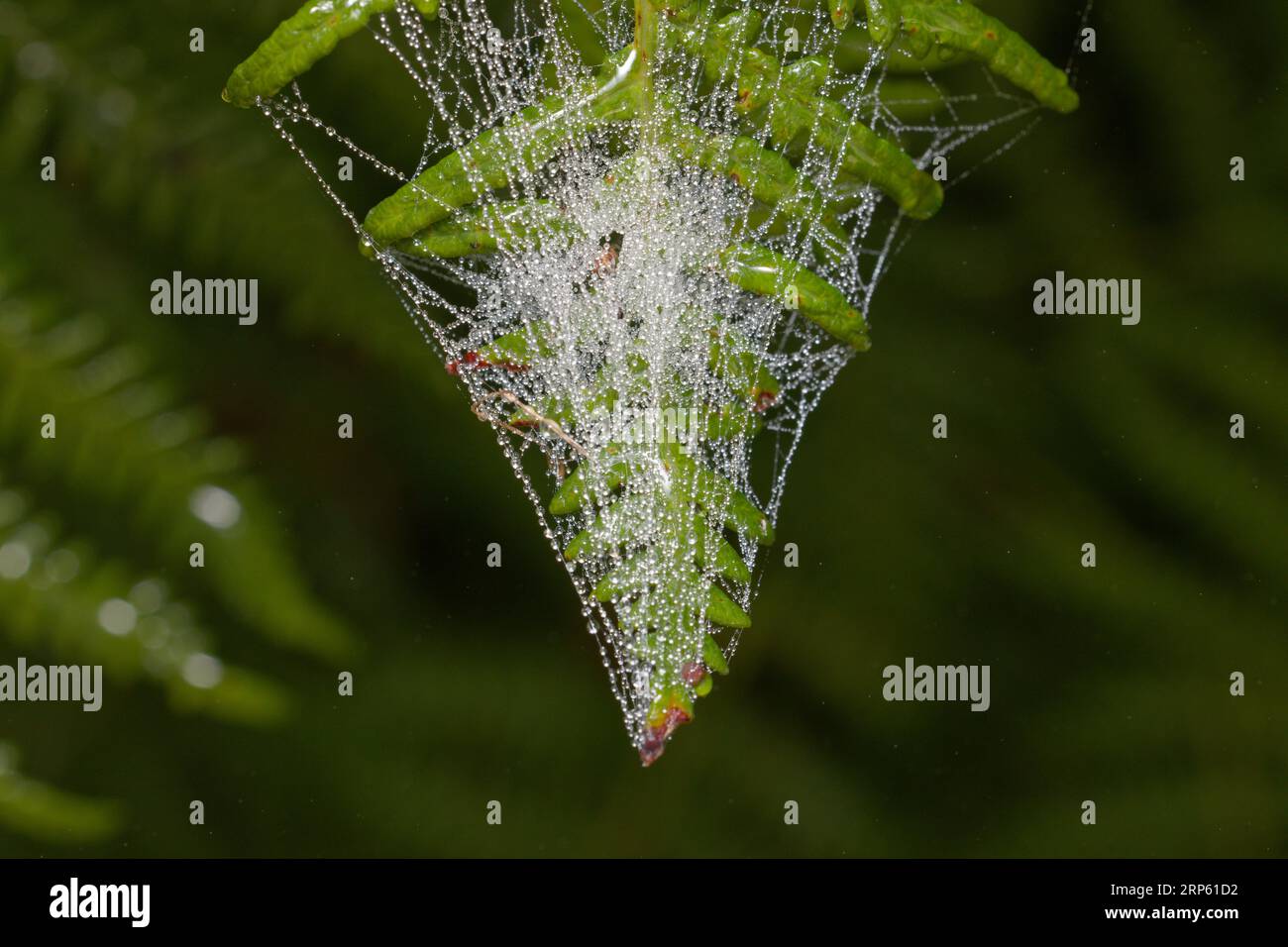 Microscopic outdoors hi-res stock photography and images - Alamy