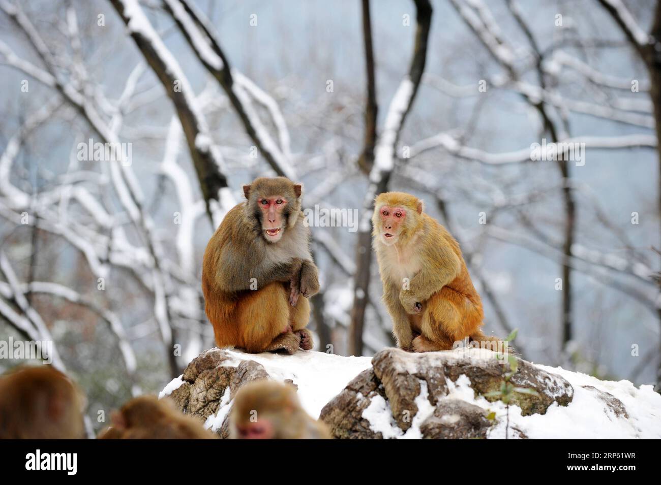 (181230) -- GUIYANG, Dec. 30, 2018 (Xinhua) -- Monkeys are seen in snow ...