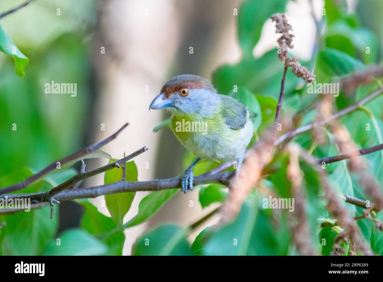The tropic bird known as "pitiguari" (Cyclarhis gujanensis) in ...