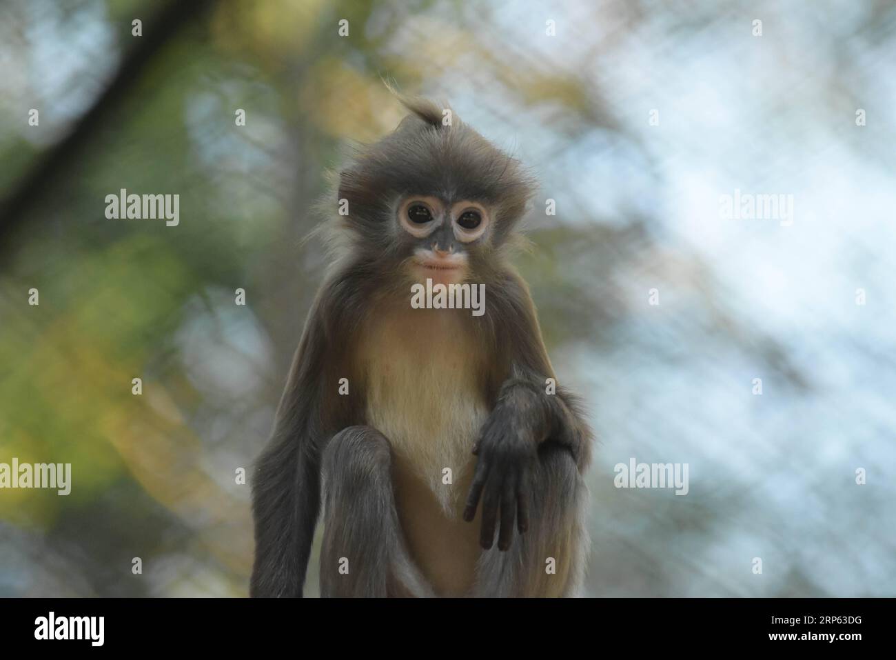 Sepahijala wildlife sanctuary hi-res stock photography and images - Alamy