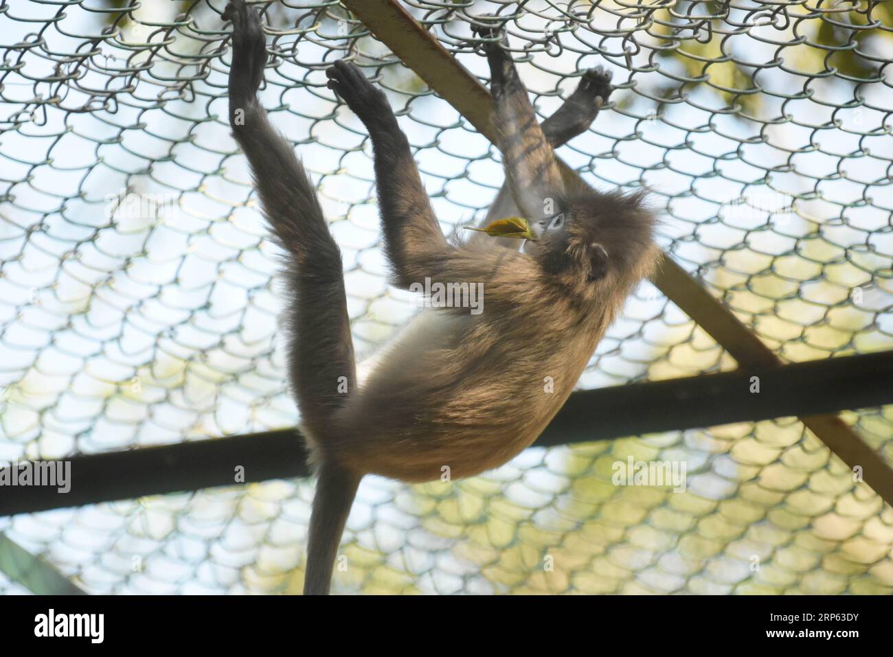 Sepahijala wildlife sanctuary hi-res stock photography and images - Alamy