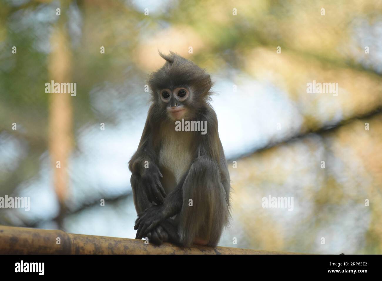 Sepahijala wildlife sanctuary hi-res stock photography and images - Alamy