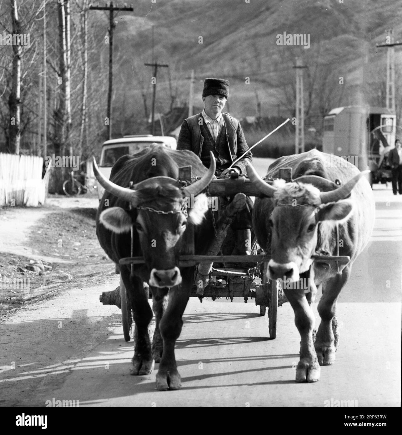 Cattle-pulled cart in Romania, approx. 1977 Stock Photo - Alamy