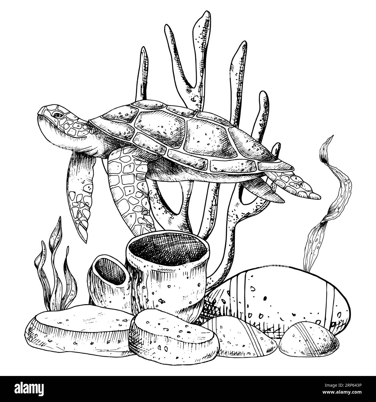 Vector illustration of Sea Turtle, Corals and Algae. Underwater life ...