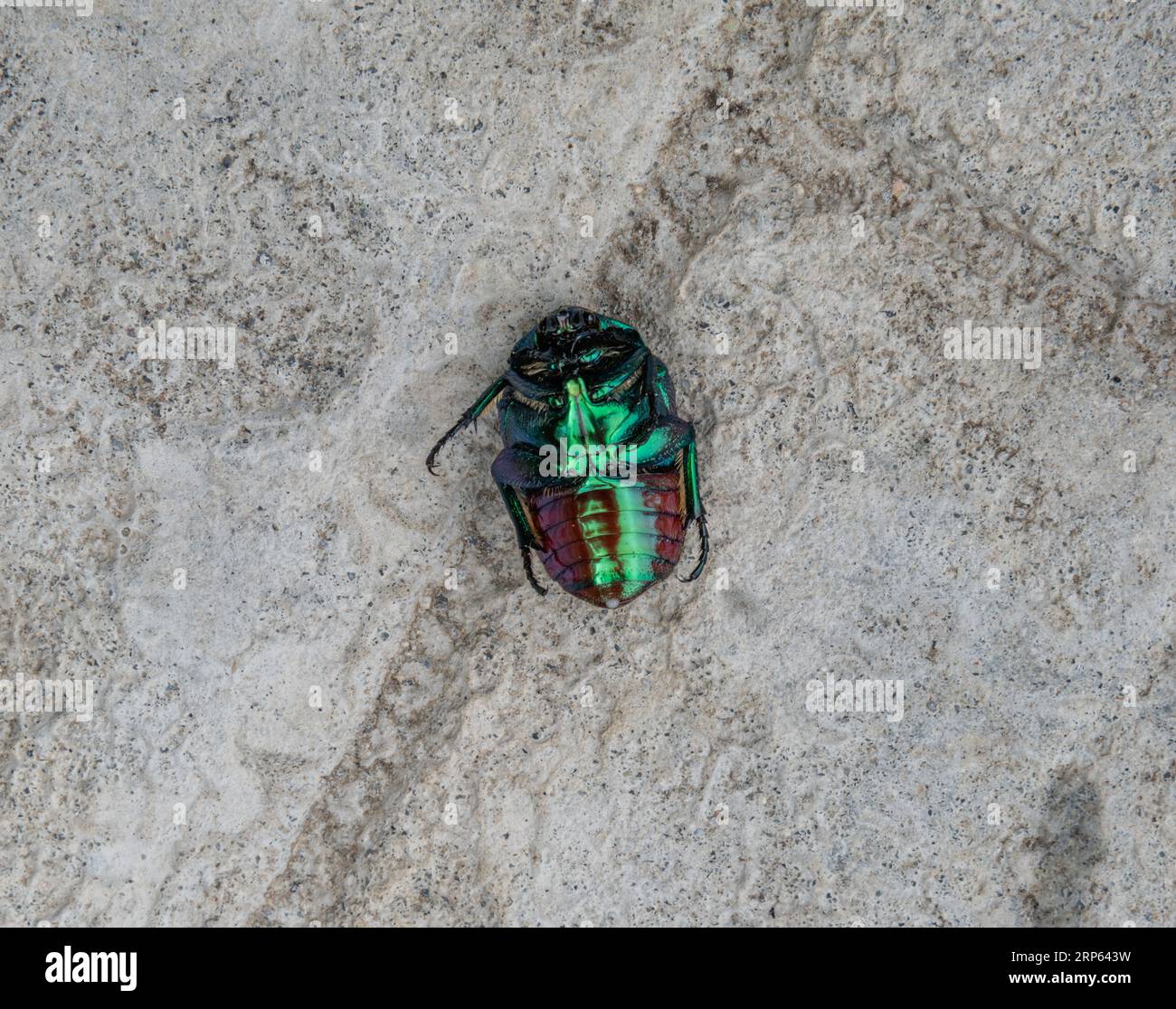 Large Figeater beetle on its back in the backyard, Southern California ...