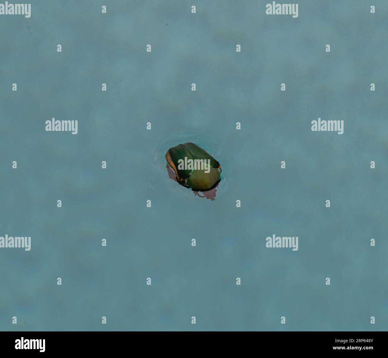 Large Figeater beetle floating in the swimming pool in the backyard ...