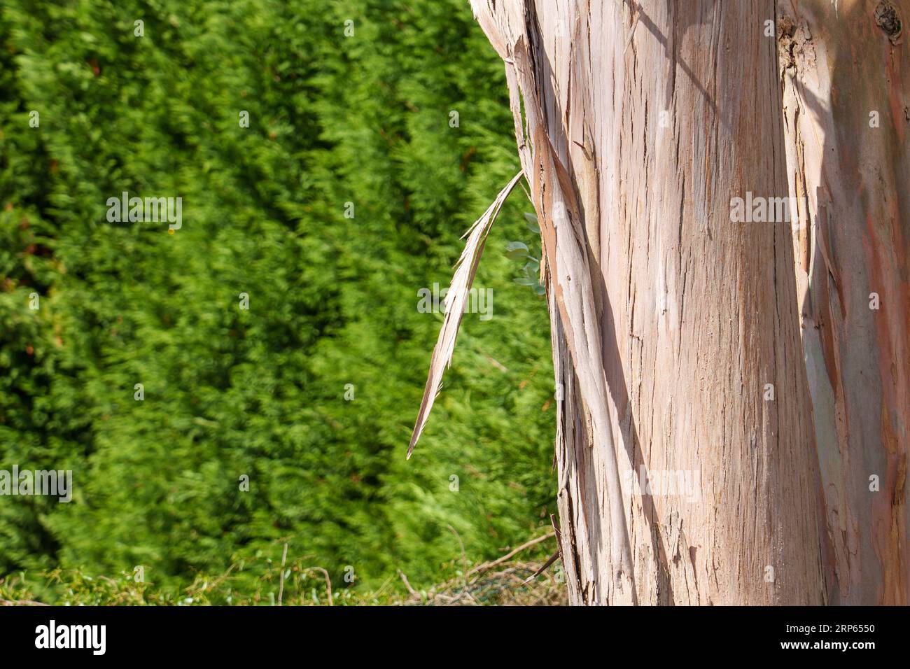 Peeled peel of eucalyptus tree bark in a park with a green hedge. Aging ...