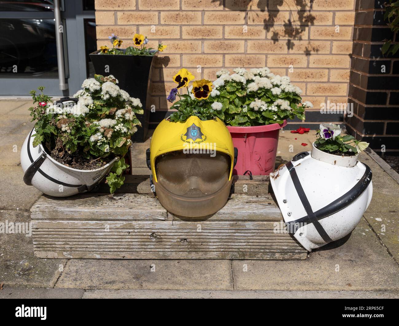 Plants growing inside helmet hi-res stock photography and images - Alamy