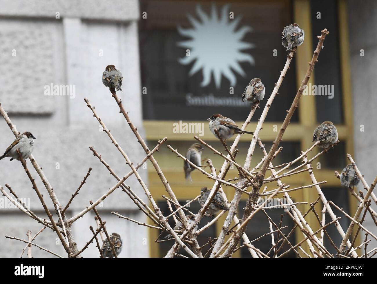 Us government birds hi-res stock photography and images - Alamy