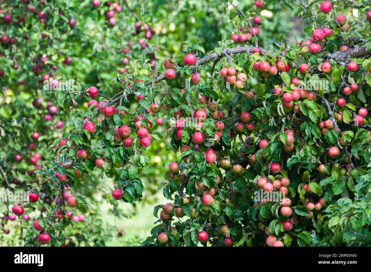 Small orchard hi-res stock photography and images - Alamy