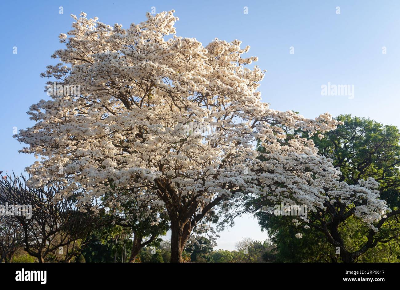 Wonderful Flowers of a white ipe tree, Tabebuia roseo-alba (Ridley ...