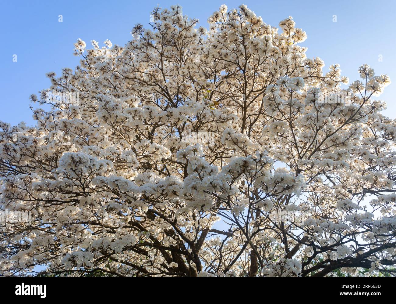 Wonderful Flowers of a white ipe tree, Tabebuia roseo-alba (Ridley ...