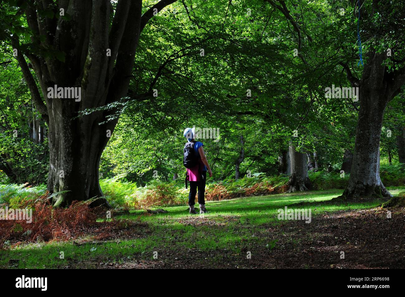 Mark Ash Wood in the New Forest National Park, Hampshire, UK Stock ...