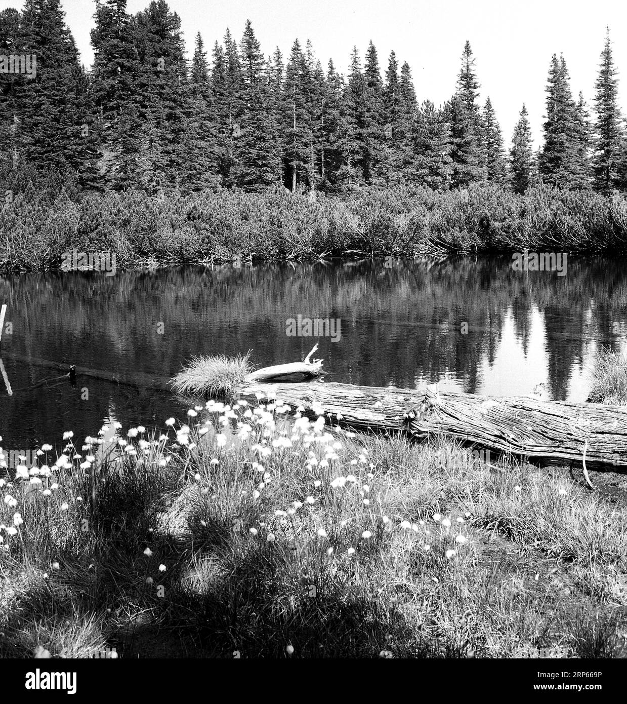 Plants growing around a pond in Romania, approx. 1976 Stock Photo - Alamy