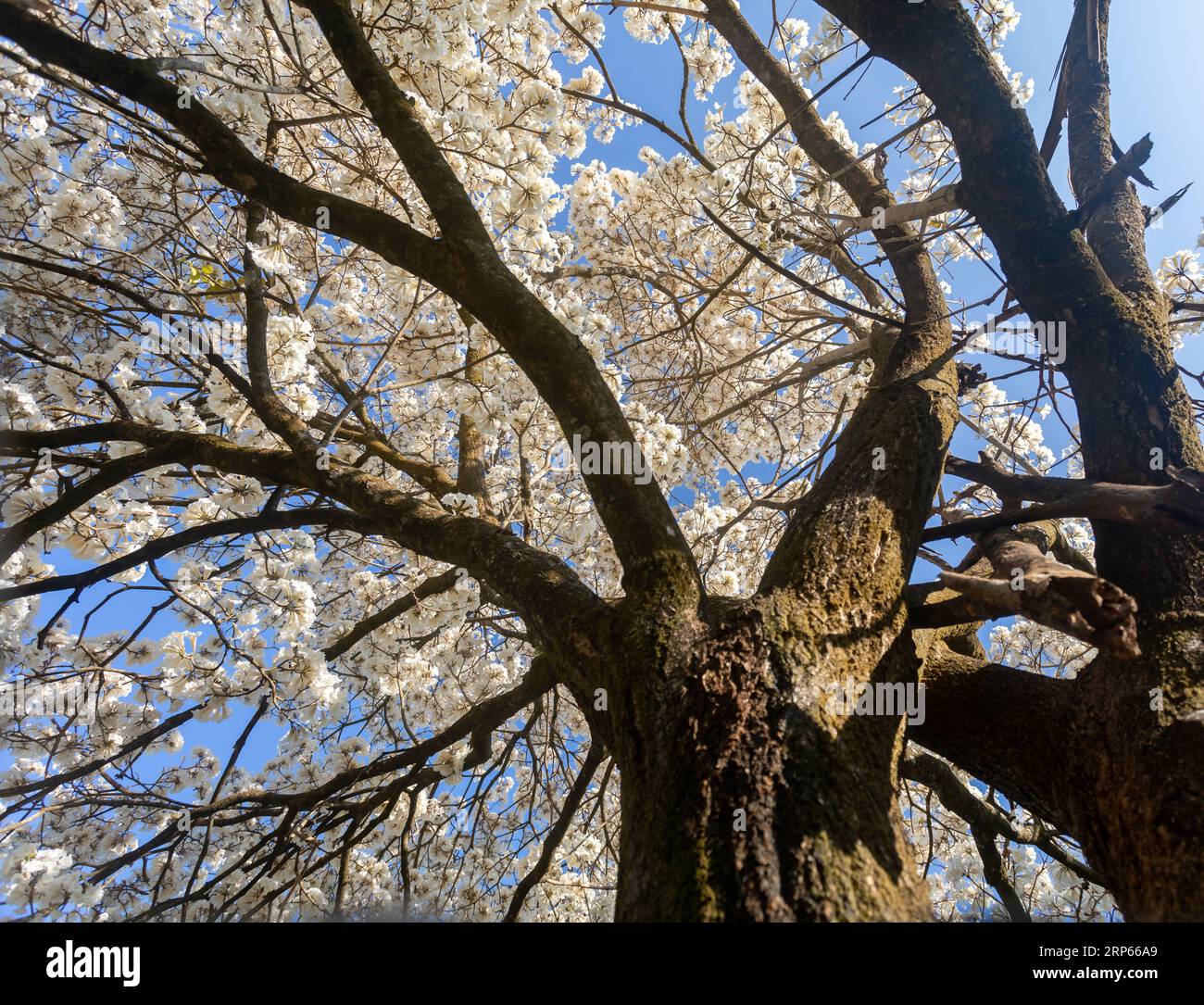 Wonderful Flowers of a white ipe tree, Tabebuia roseo-alba (Ridley ...