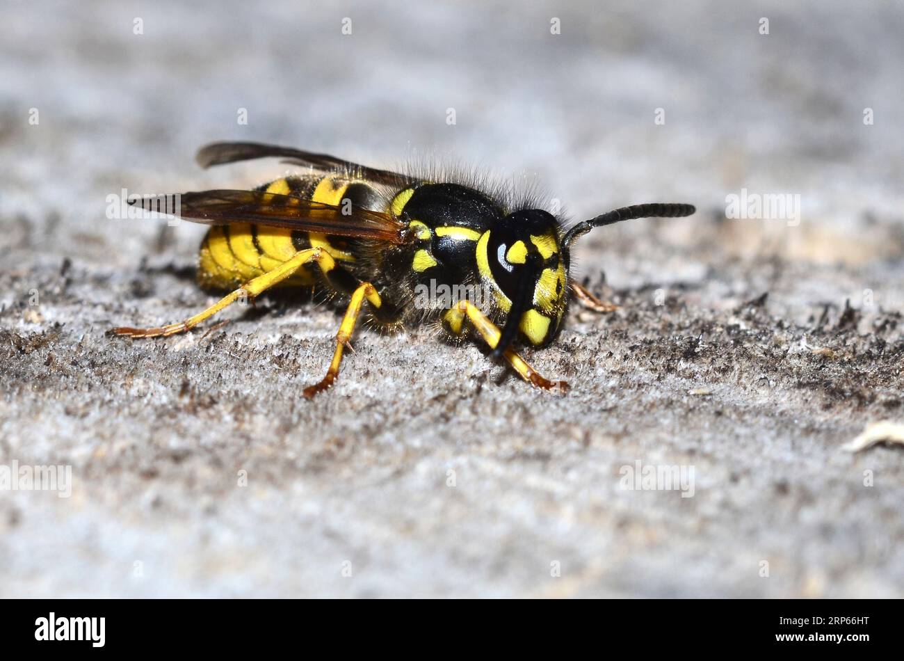 active worker common wasp vespula vulgaris Stock Photo - Alamy